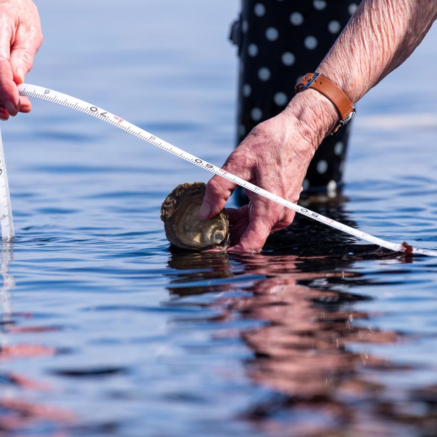 Restoration Forth | WWF